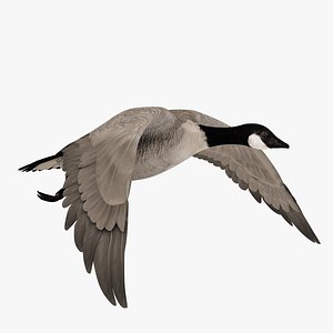 Download Free & Premium Goose 3D Models | TurboSquid
