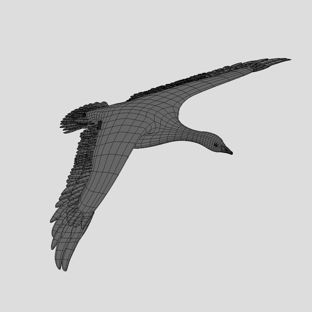 Goose Animation 3d Ma