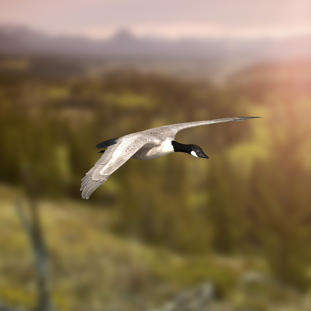 Goose Animation 3d Ma