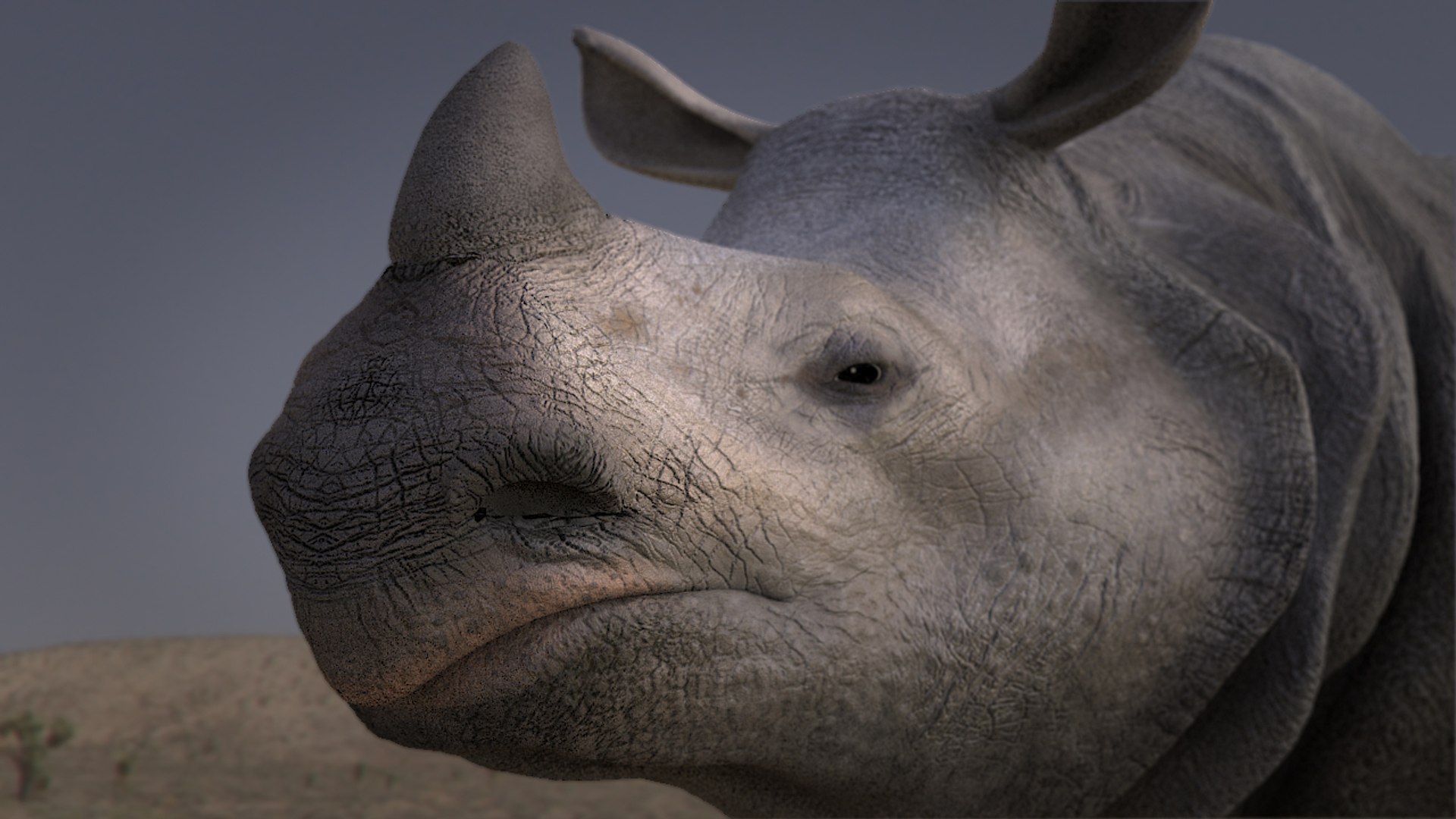 Indian Rhino 3d Model