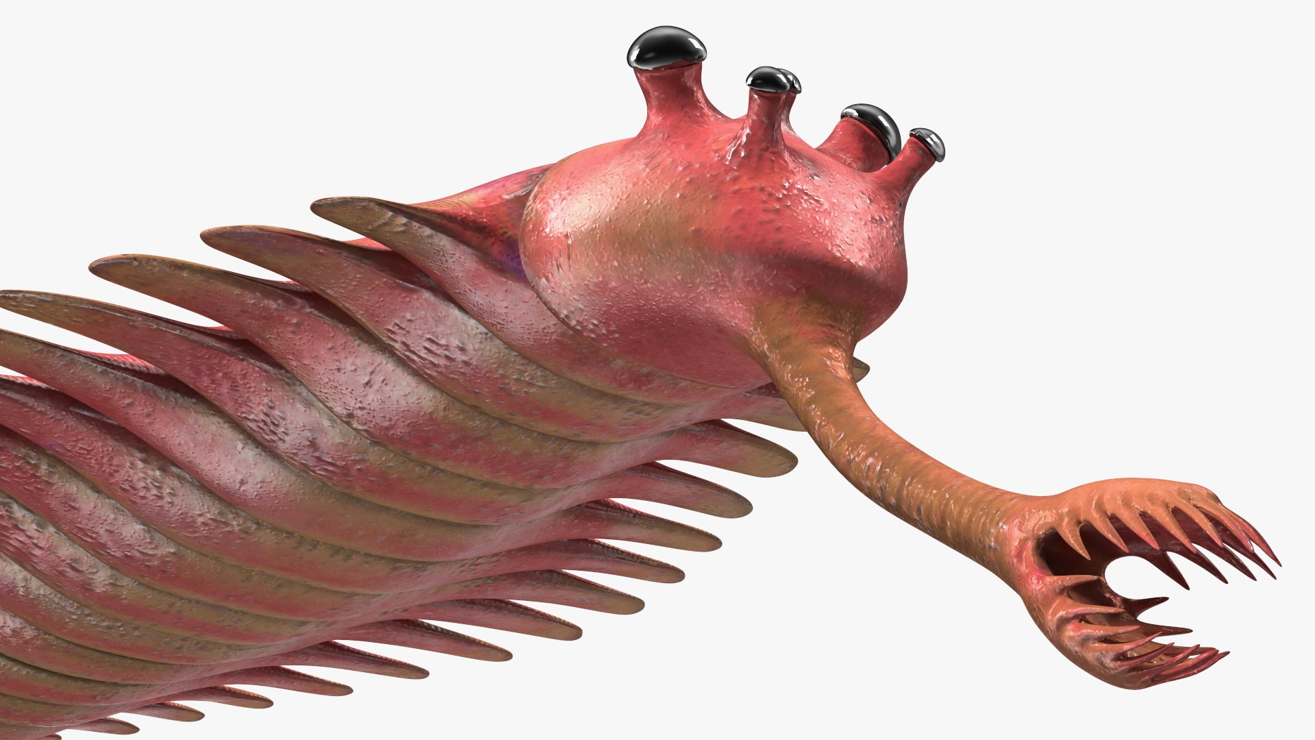 3D Pink Opabinia - TurboSquid 2177342