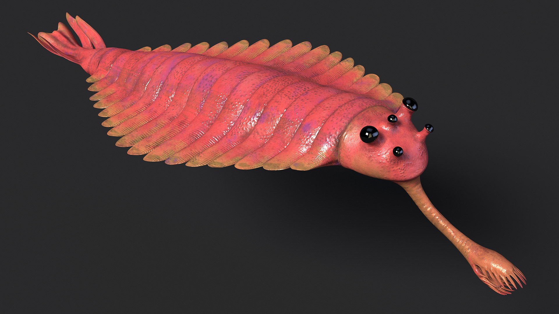 3D Pink Opabinia - TurboSquid 2177342