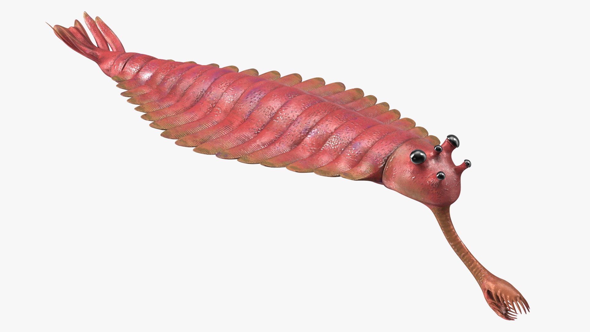 3D Pink Opabinia - TurboSquid 2177342
