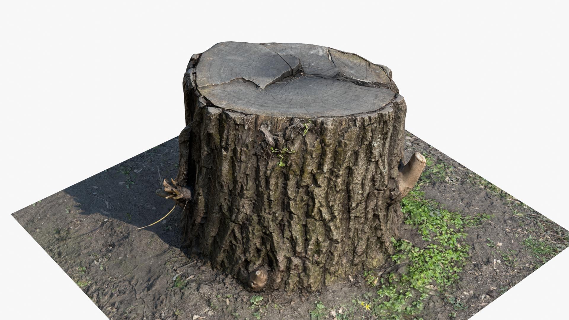 3D Tree Stump PBR Scan Retopo - 02 - TurboSquid 1933359