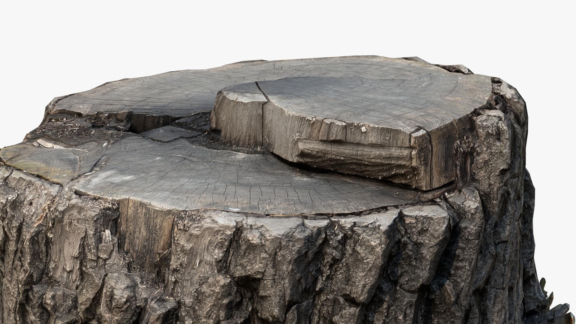 3D Tree Stump PBR Scan Retopo - 02 - TurboSquid 1933359