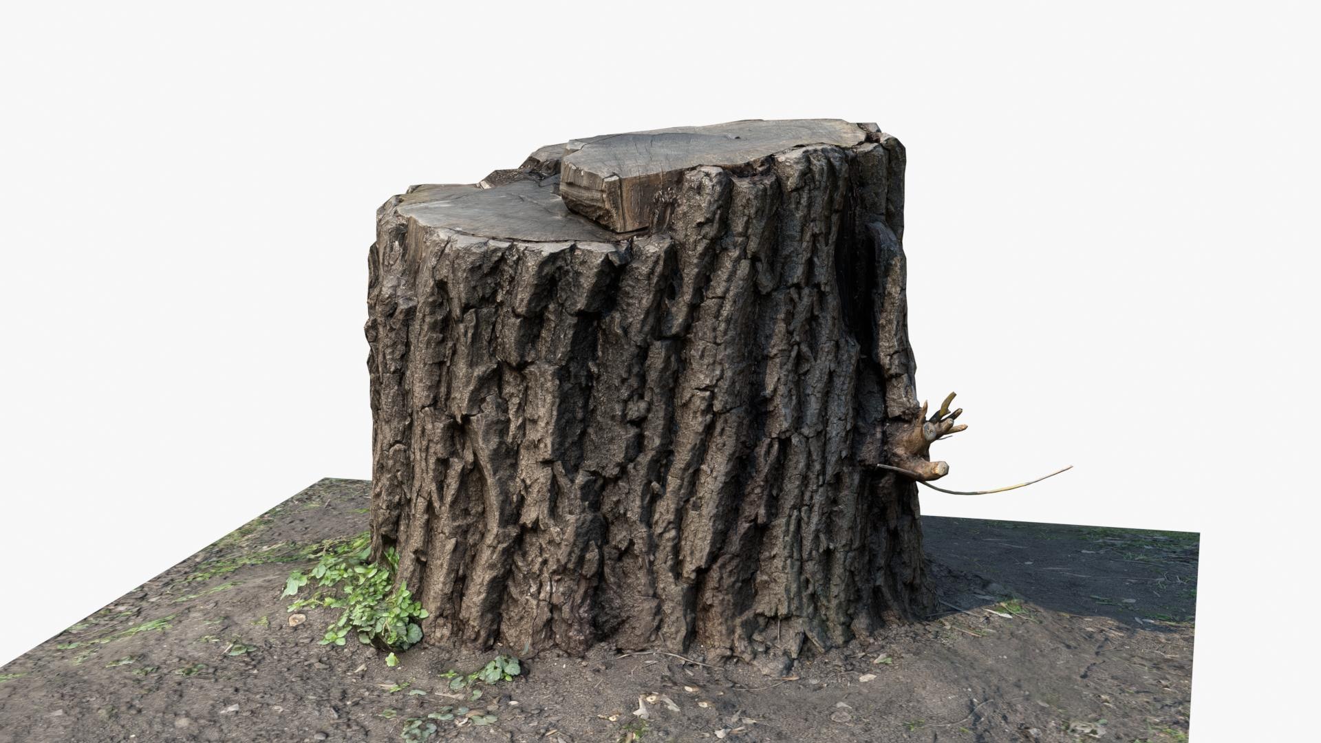 3D Tree Stump PBR Scan Retopo - 02 - TurboSquid 1933359
