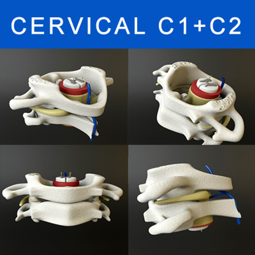 3ds max c1 c2 vertebrae