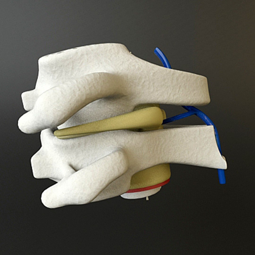 3ds max c1 c2 vertebrae
