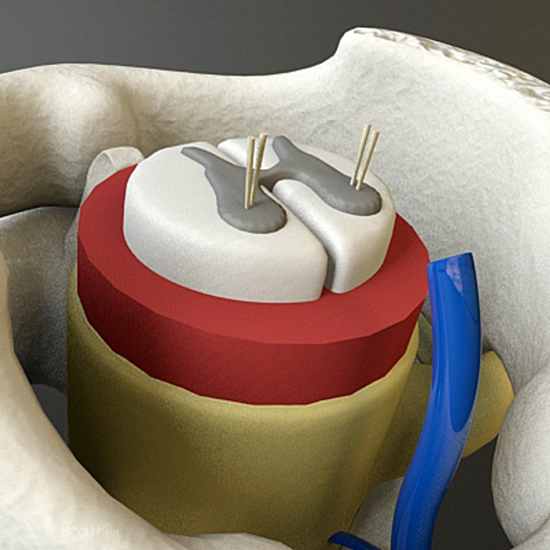 3ds max c1 c2 vertebrae