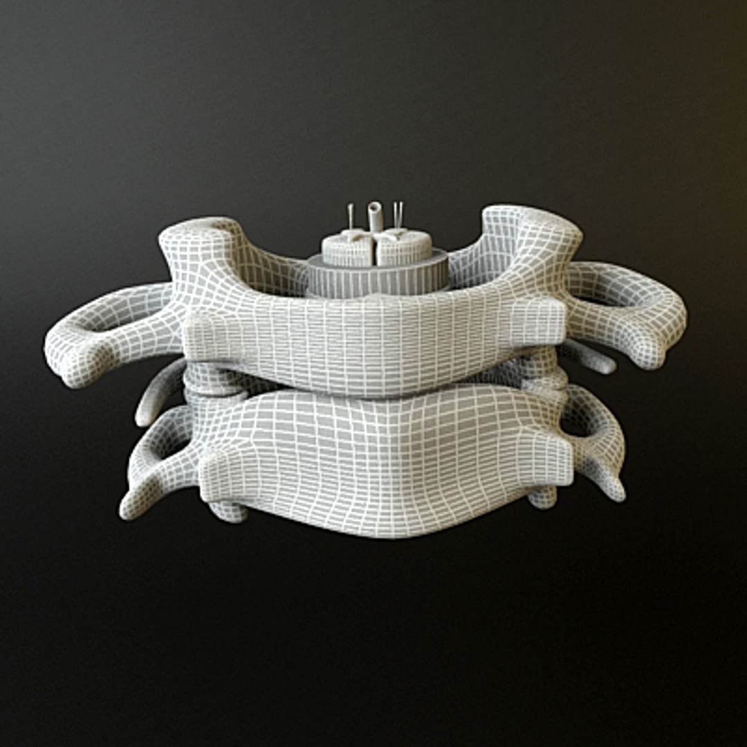 3ds max c1 c2 vertebrae