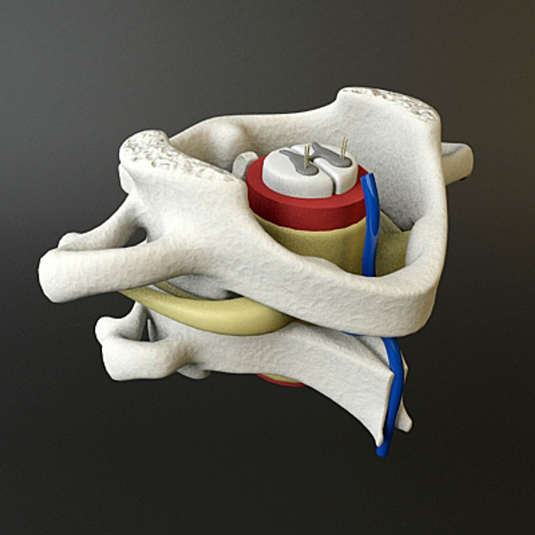 3ds max c1 c2 vertebrae