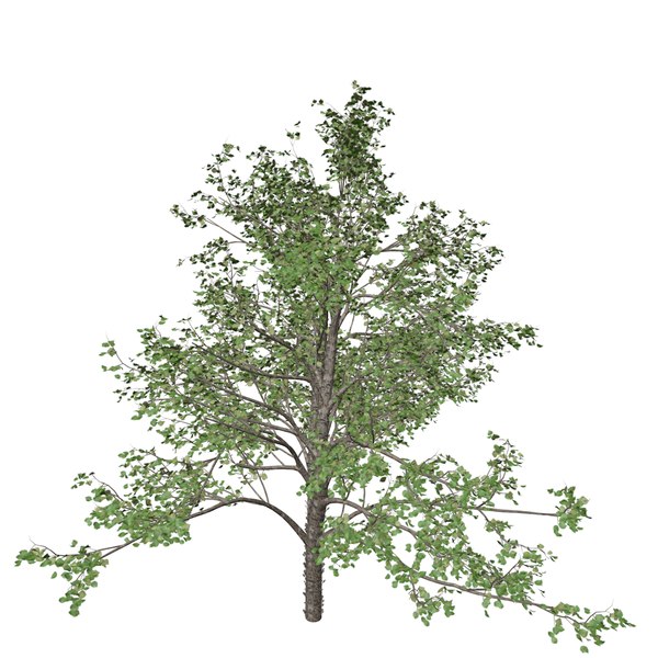 modelo 3d Abedul de río - 10 - - TurboSquid 2377756