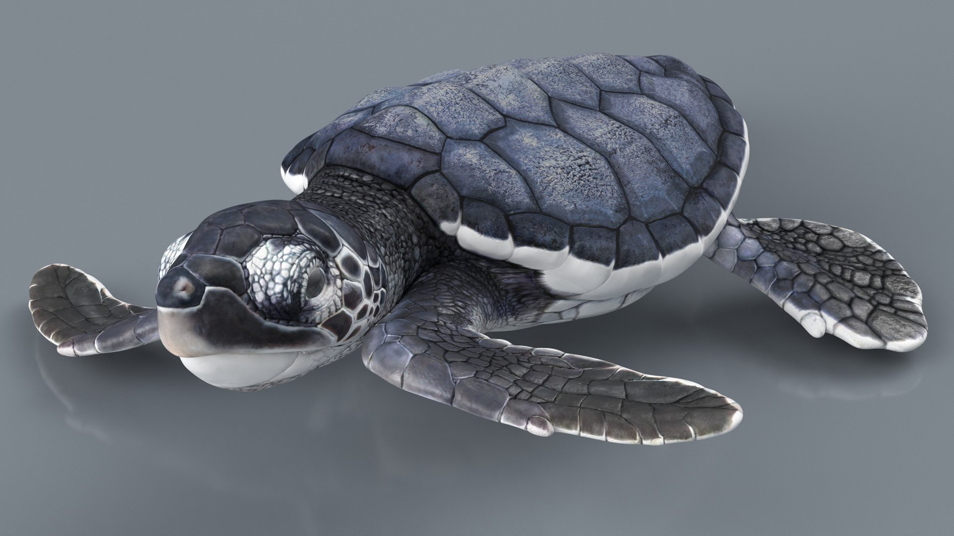 3D Black Baby Sea Turtle Swim Rigged For Maya Animated - TurboSquid 2509310