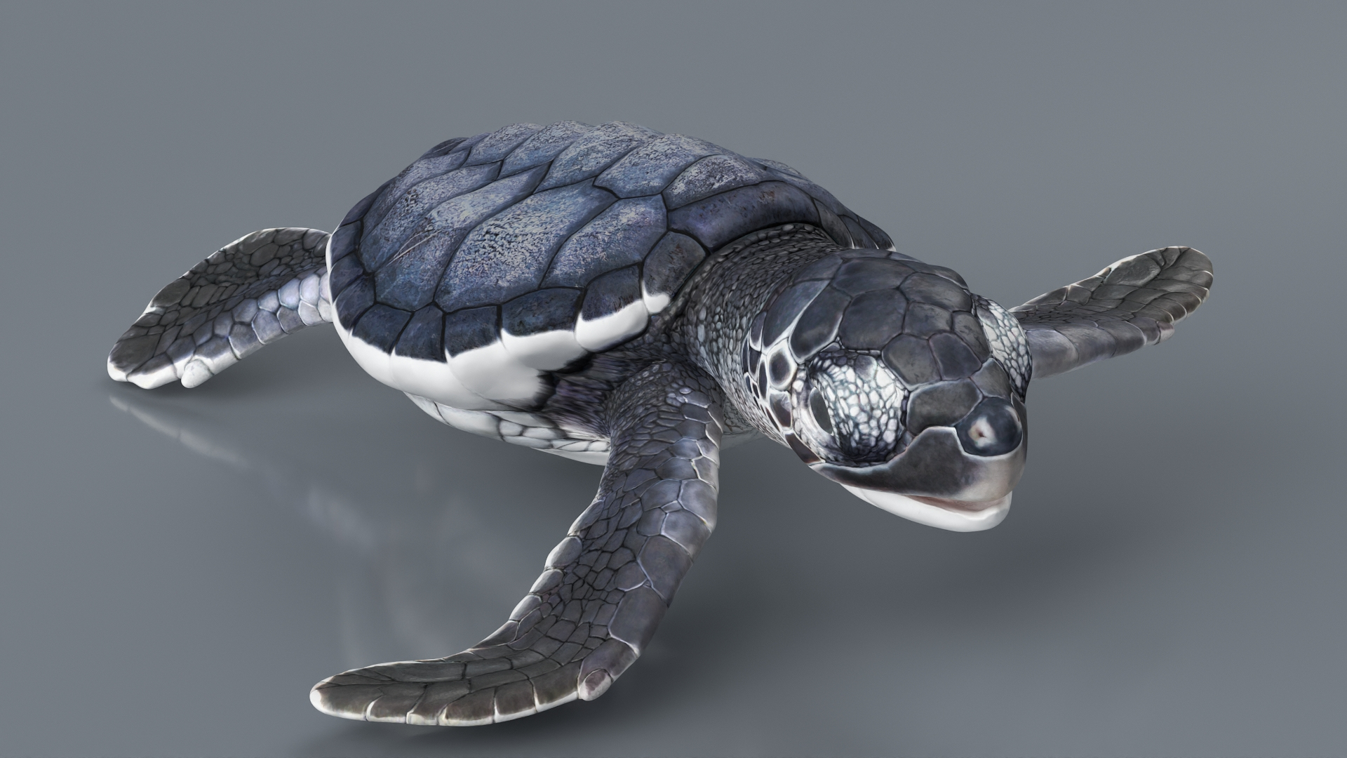 3D Black Baby Sea Turtle Swim Rigged For Maya Animated - TurboSquid 2509310
