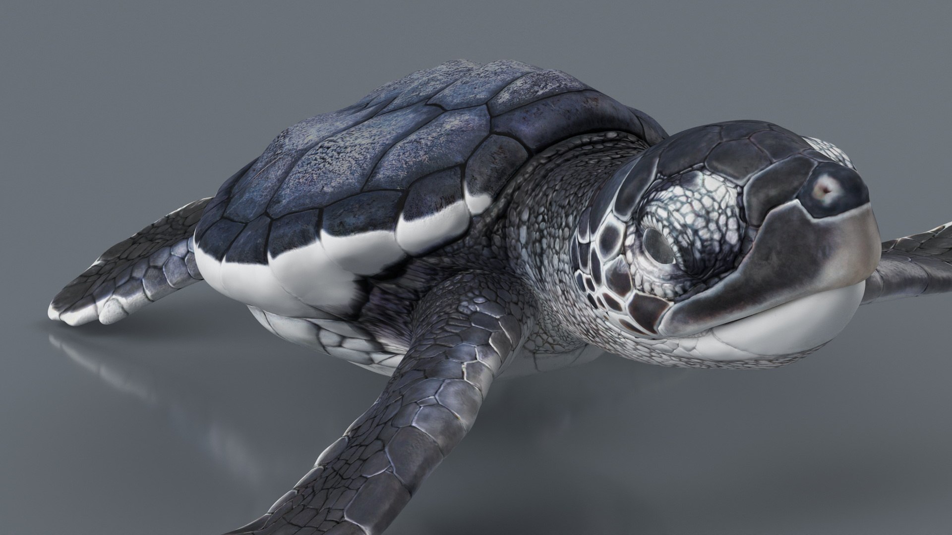 3D Black Baby Sea Turtle Swim Rigged For Maya Animated - TurboSquid 2509310