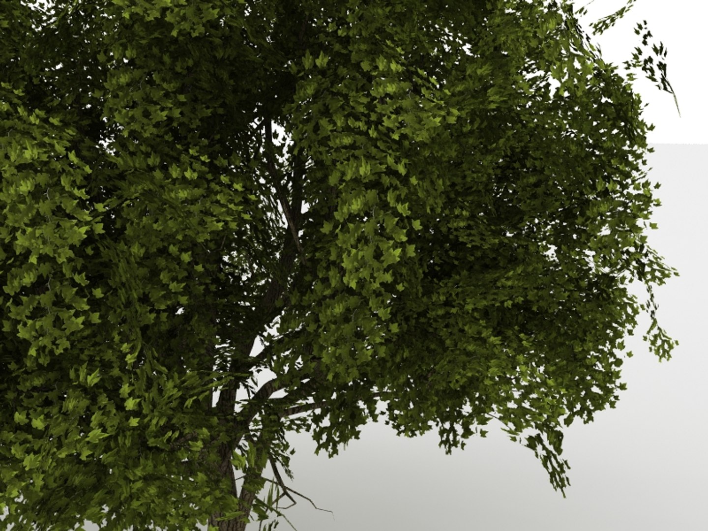 Photo Real Maple Tree 3d Model
