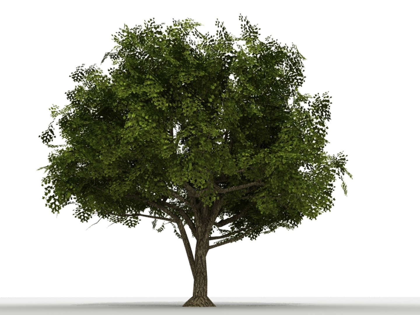 Photo Real Maple Tree 3d Model