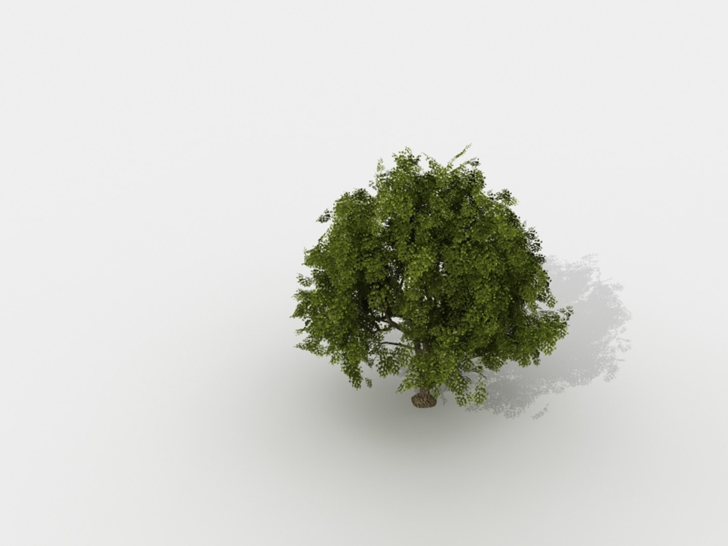 Photo Real Maple Tree 3d Model