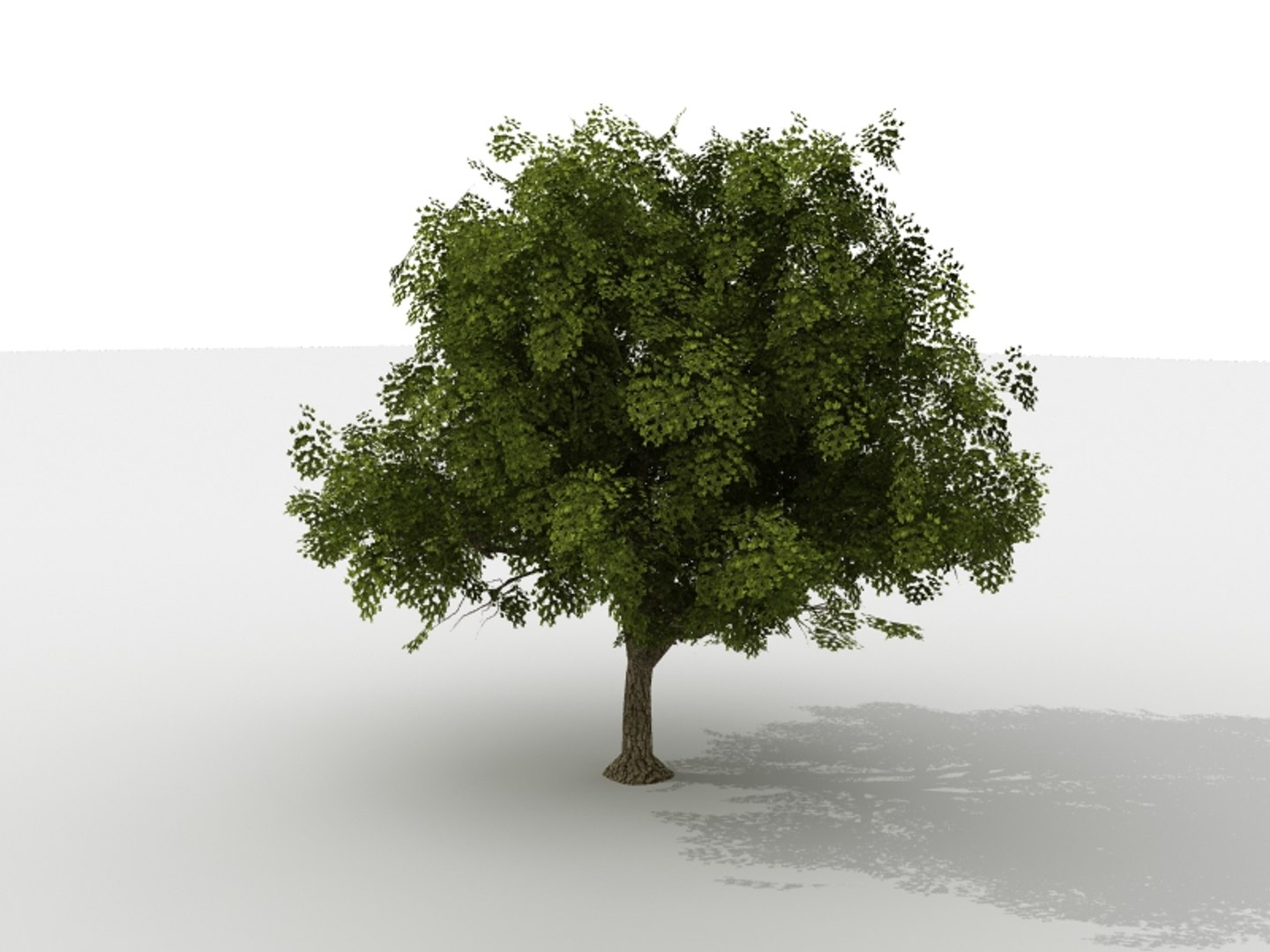 Photo Real Maple Tree 3d Model