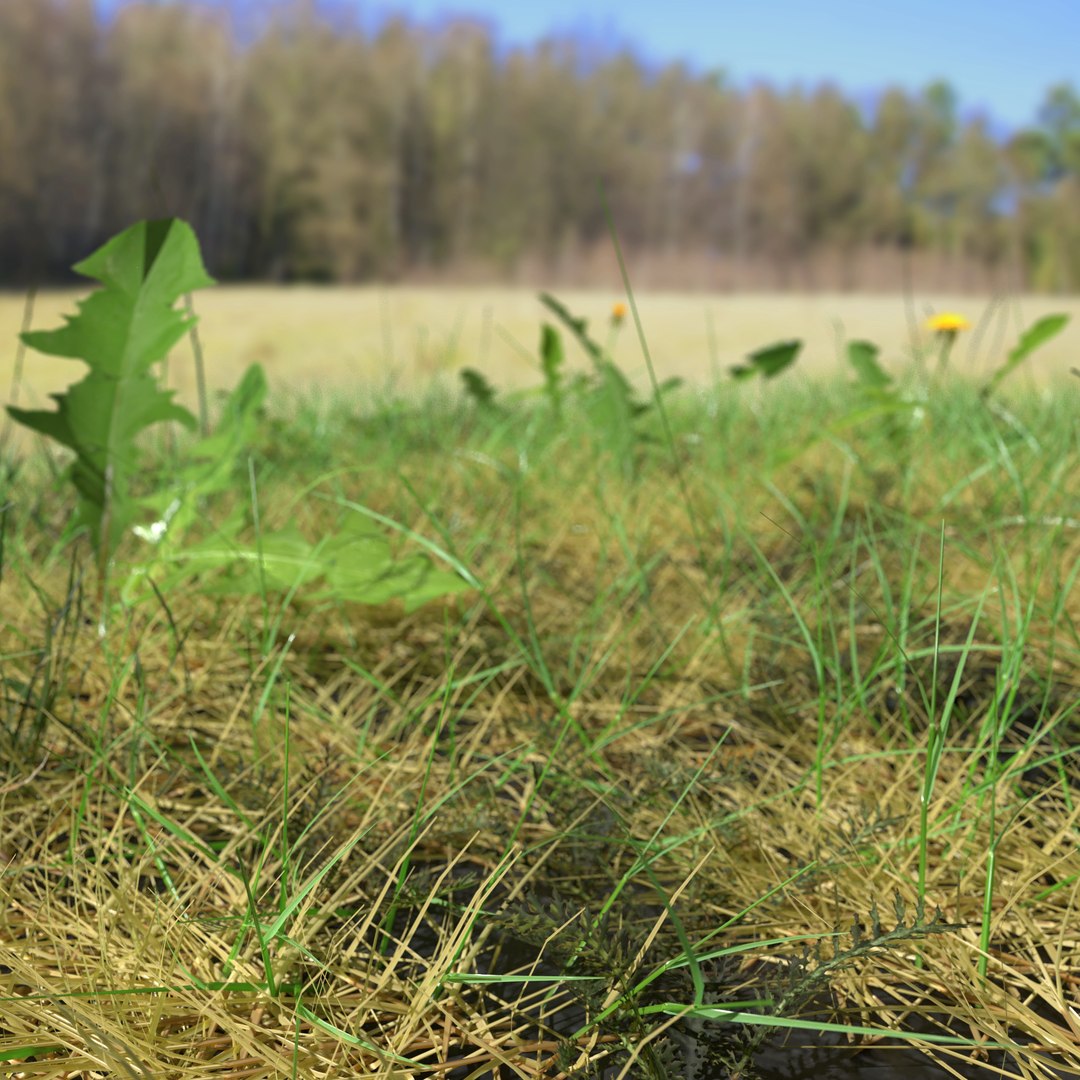 Pbr Bloodwort Meadow Patch Model - TurboSquid 1512710