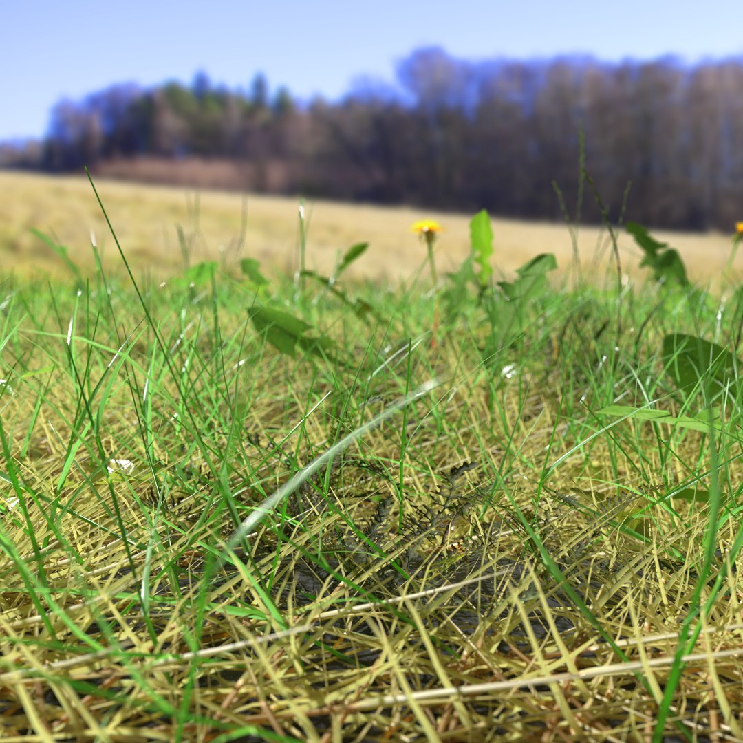 Pbr Bloodwort Meadow Patch Model - TurboSquid 1512710