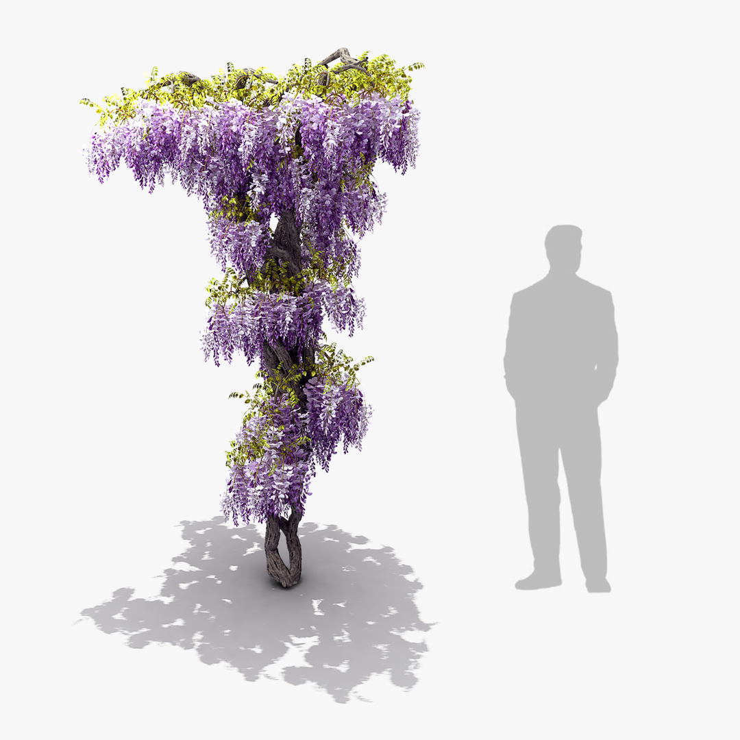 Wisteria Flowering 3d Max