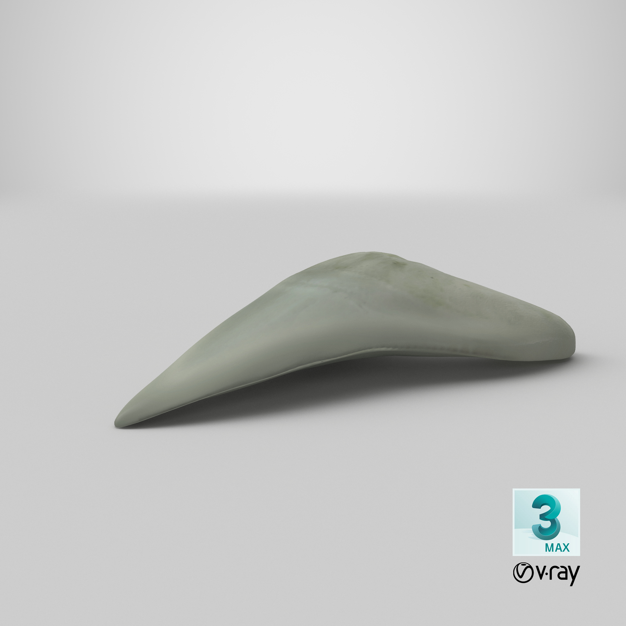 Megalodon shark tooth 3D model - TurboSquid 1416237
