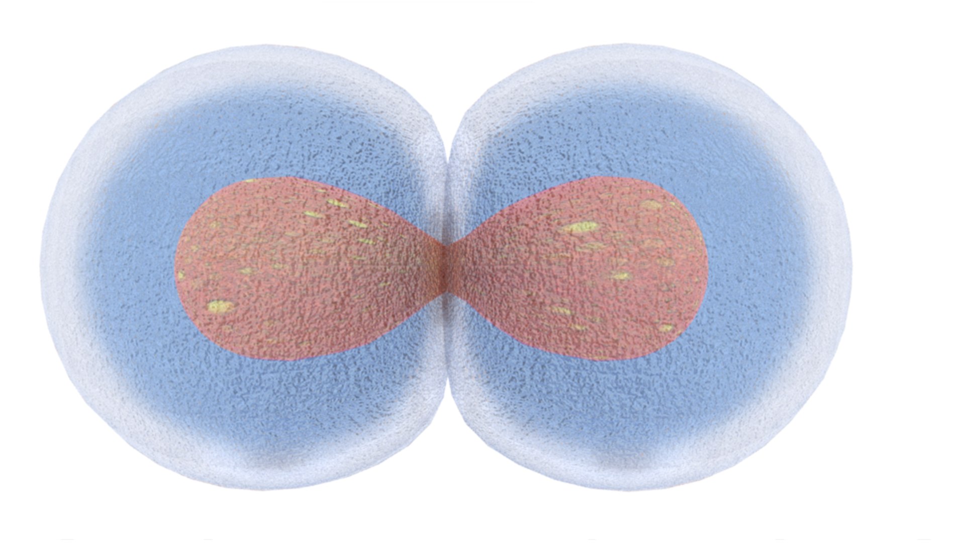 Cell Division 3D model - TurboSquid 2049250