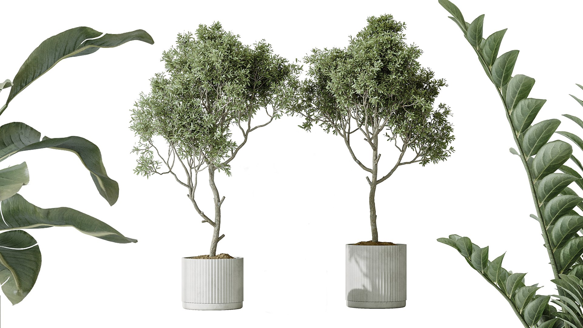 AV Indoor Plants Set 195 Mission Arbequina Olive And Ficus Microcarpa ...