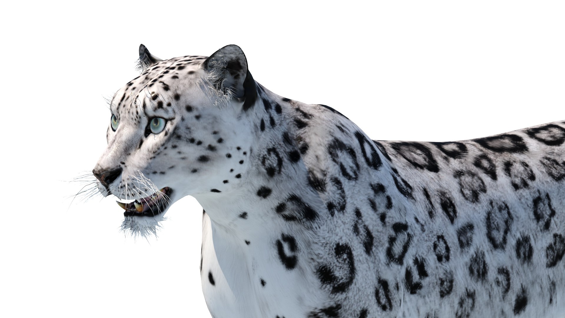 Snow Leopard Max