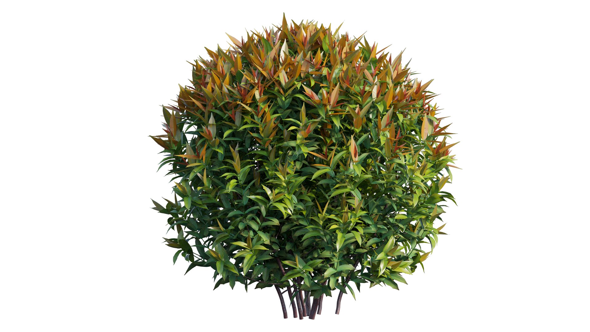 Syzygium Campanulatum Plant Set 03 3D - TurboSquid 1979546