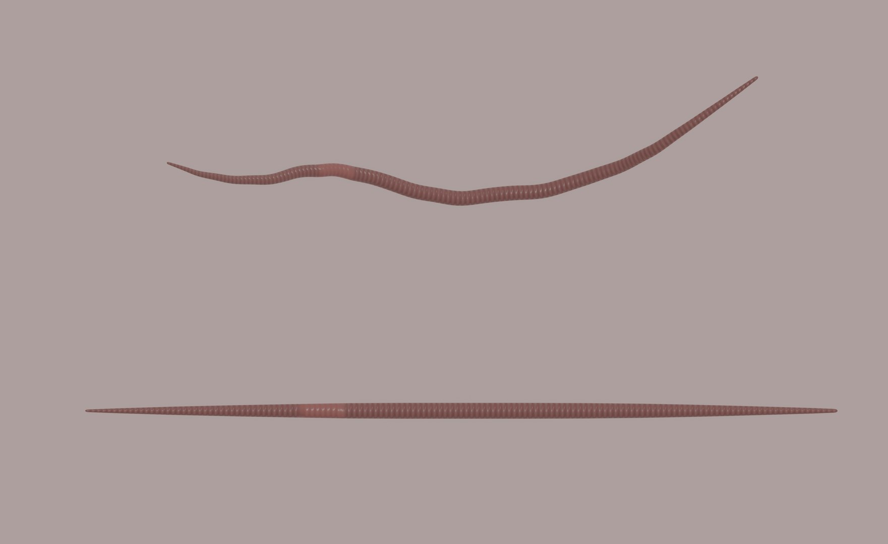 3D Model Worm - TurboSquid 2196578