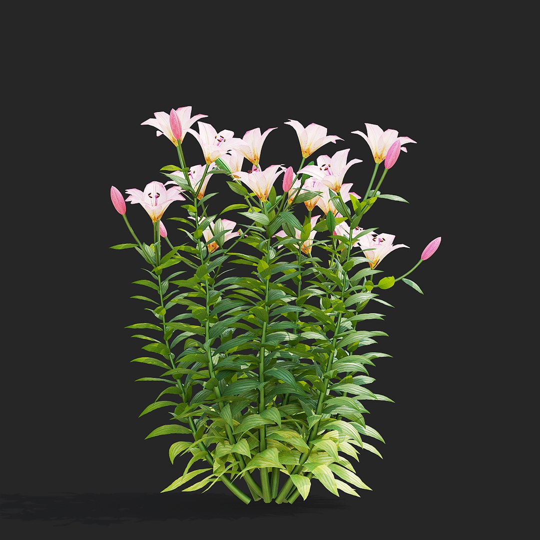 Lily Flowers 5 Colors 3D - TurboSquid 2017008