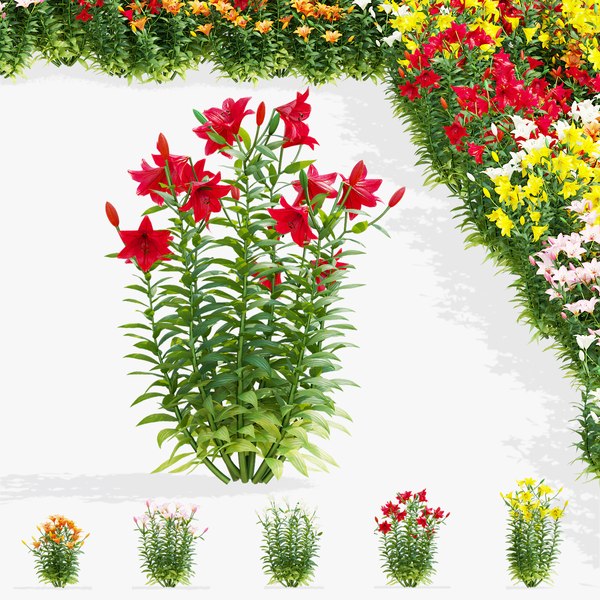 Lily flowers 5 colors 3D - TurboSquid 2017008