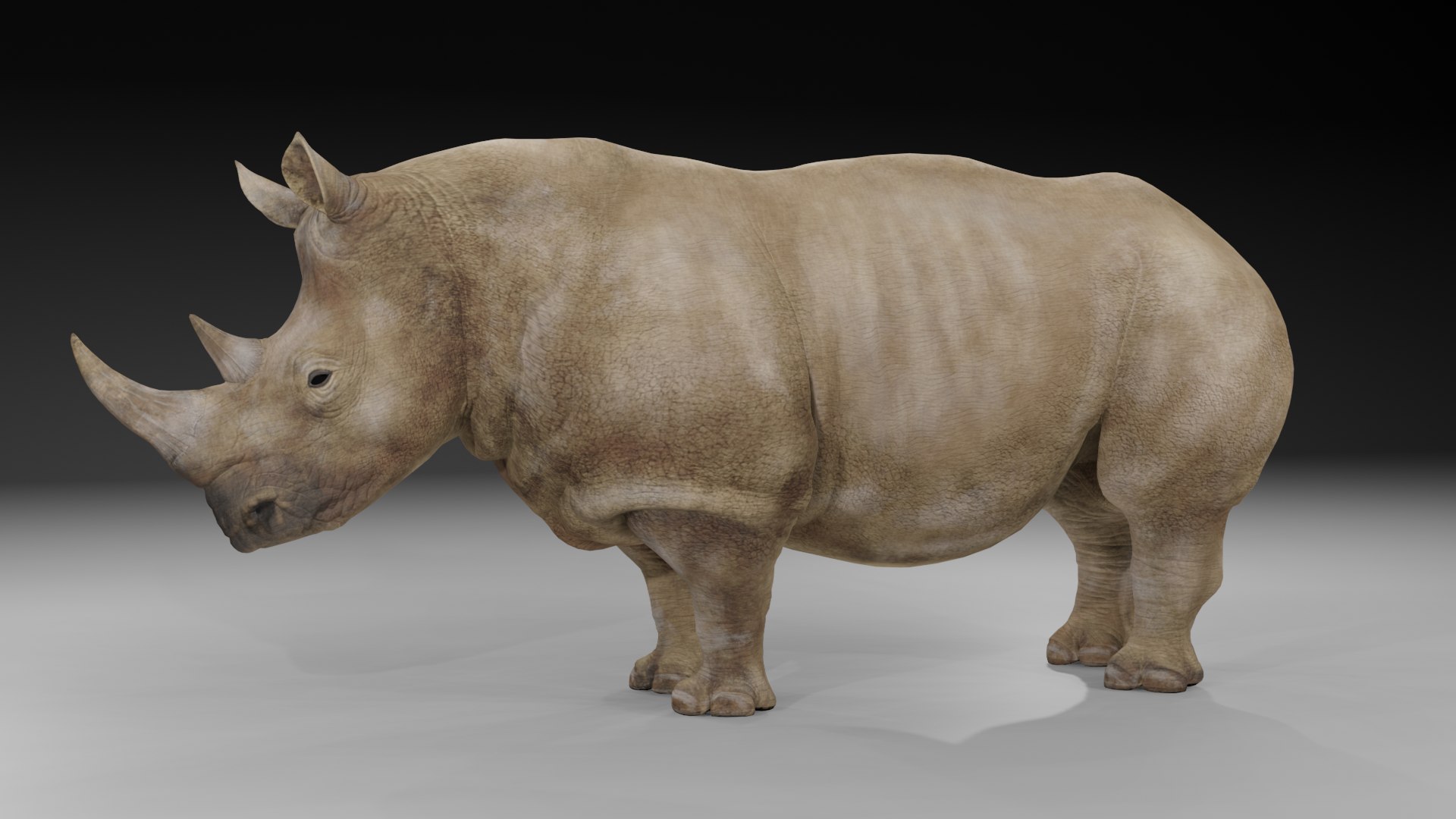 Realistic Animated Grey Rhino 3D model 3D model - TurboSquid 2182184