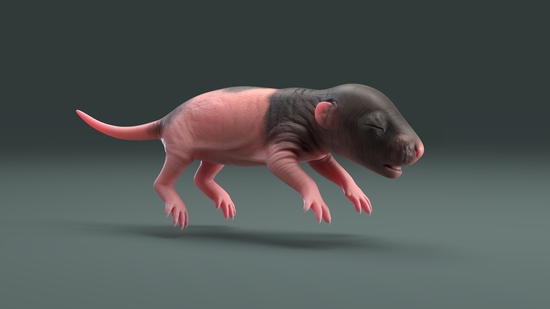 Rat Baby 3D - TurboSquid 1469514