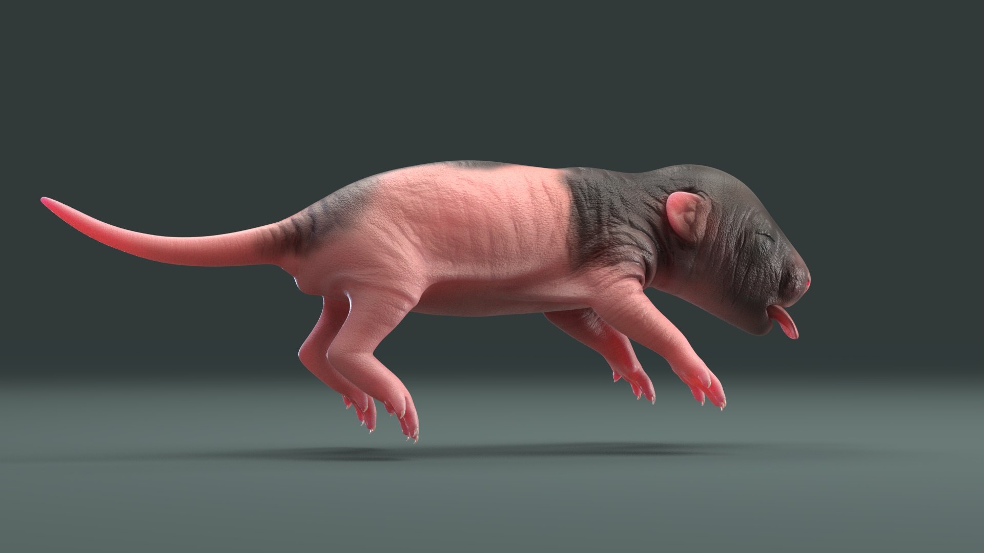 Rat Baby 3D - TurboSquid 1469514