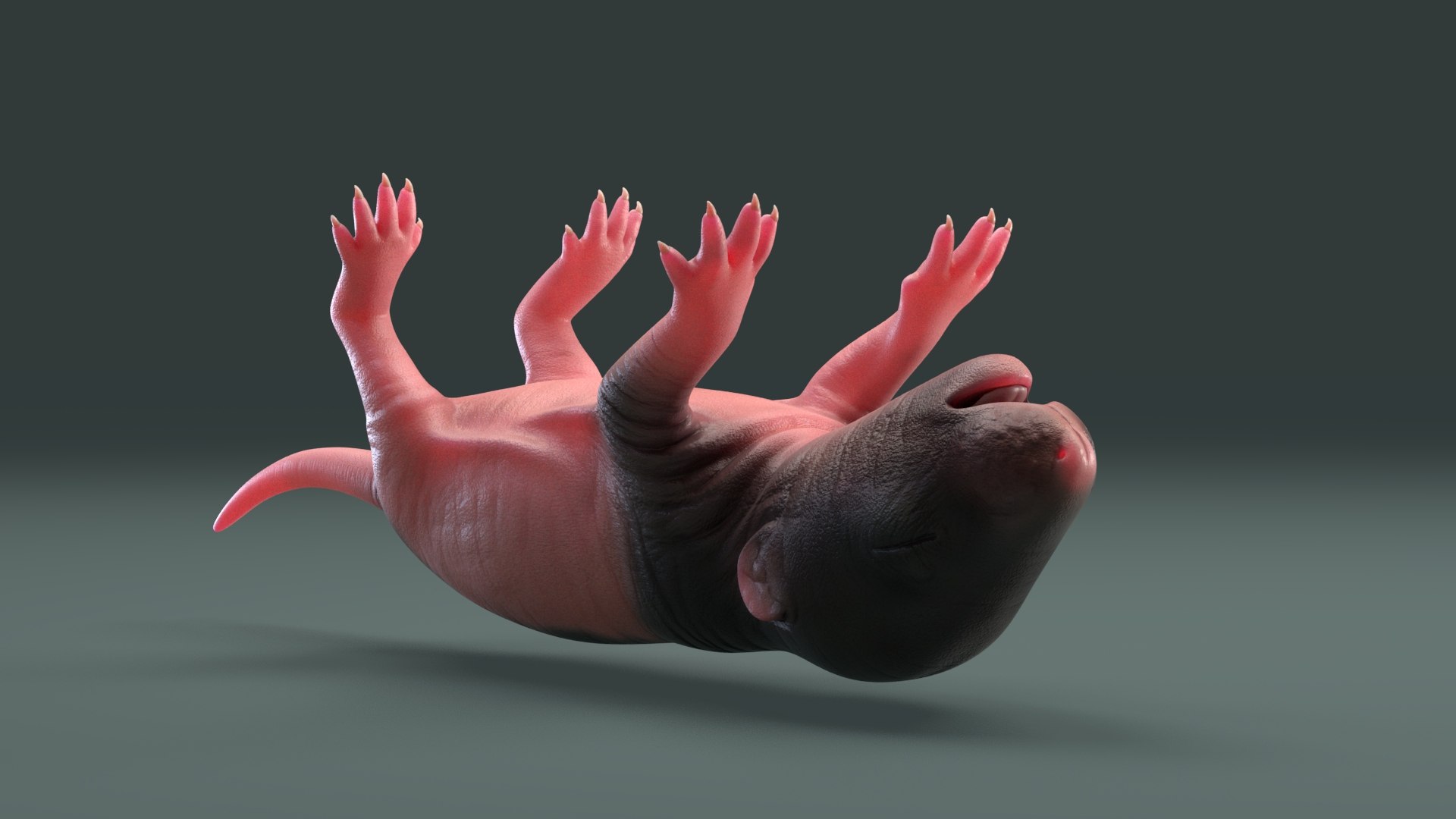 Rat Baby 3D - TurboSquid 1469514