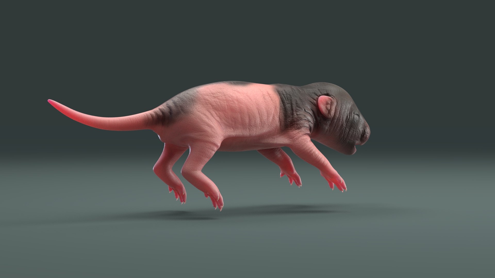 Rat Baby 3D - TurboSquid 1469514