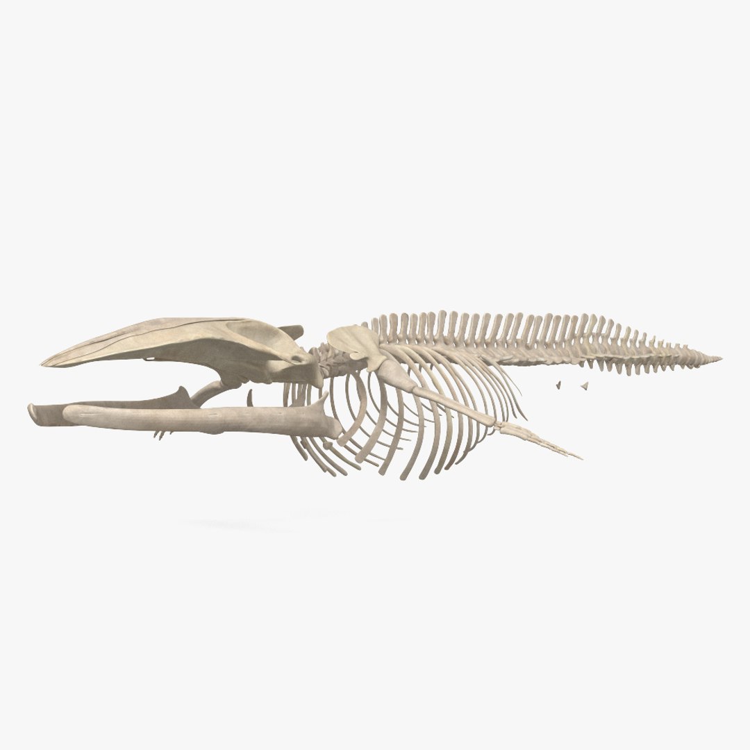 Esqueleto de Baleia Azul Modelo 3D - TurboSquid 2148757
