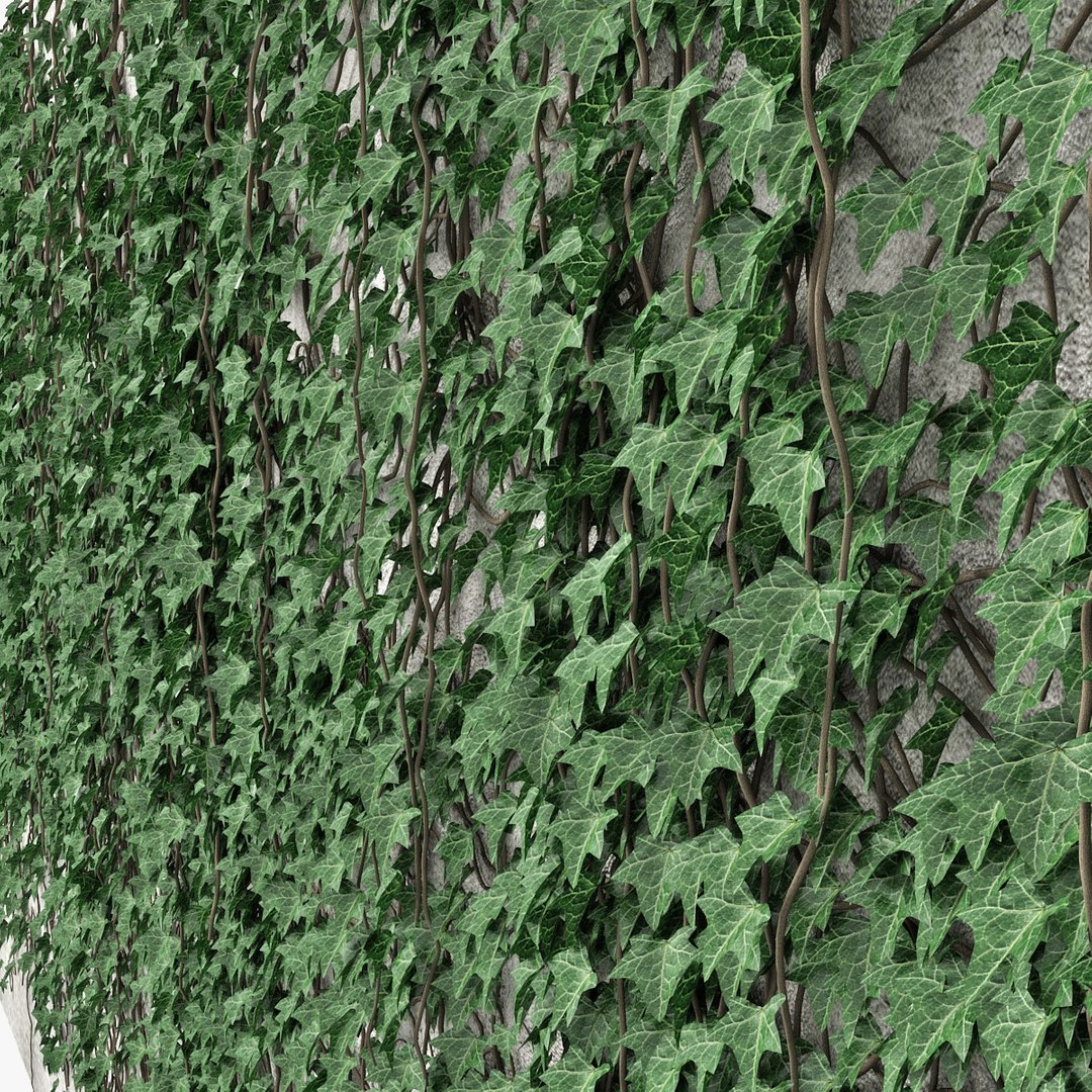 3D Ivy Wall - TurboSquid 1608456