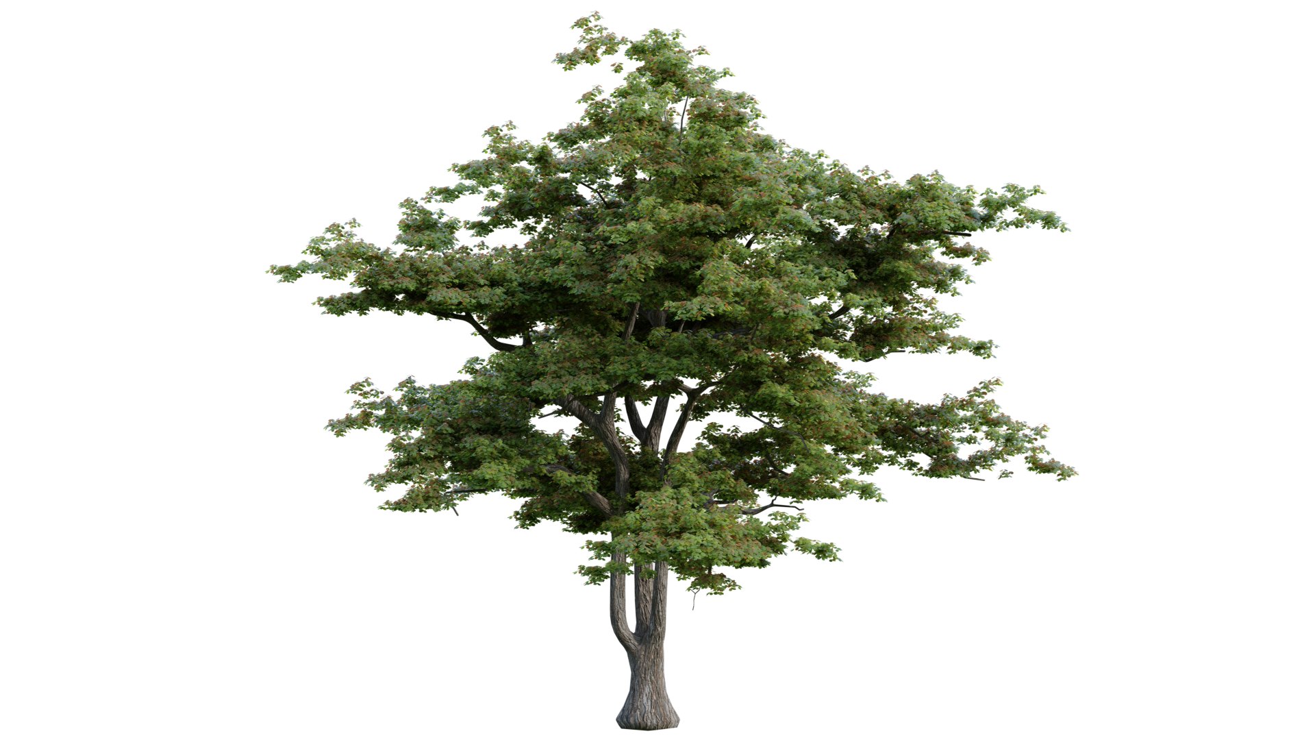 3D British Forest Scene - TurboSquid 2063485