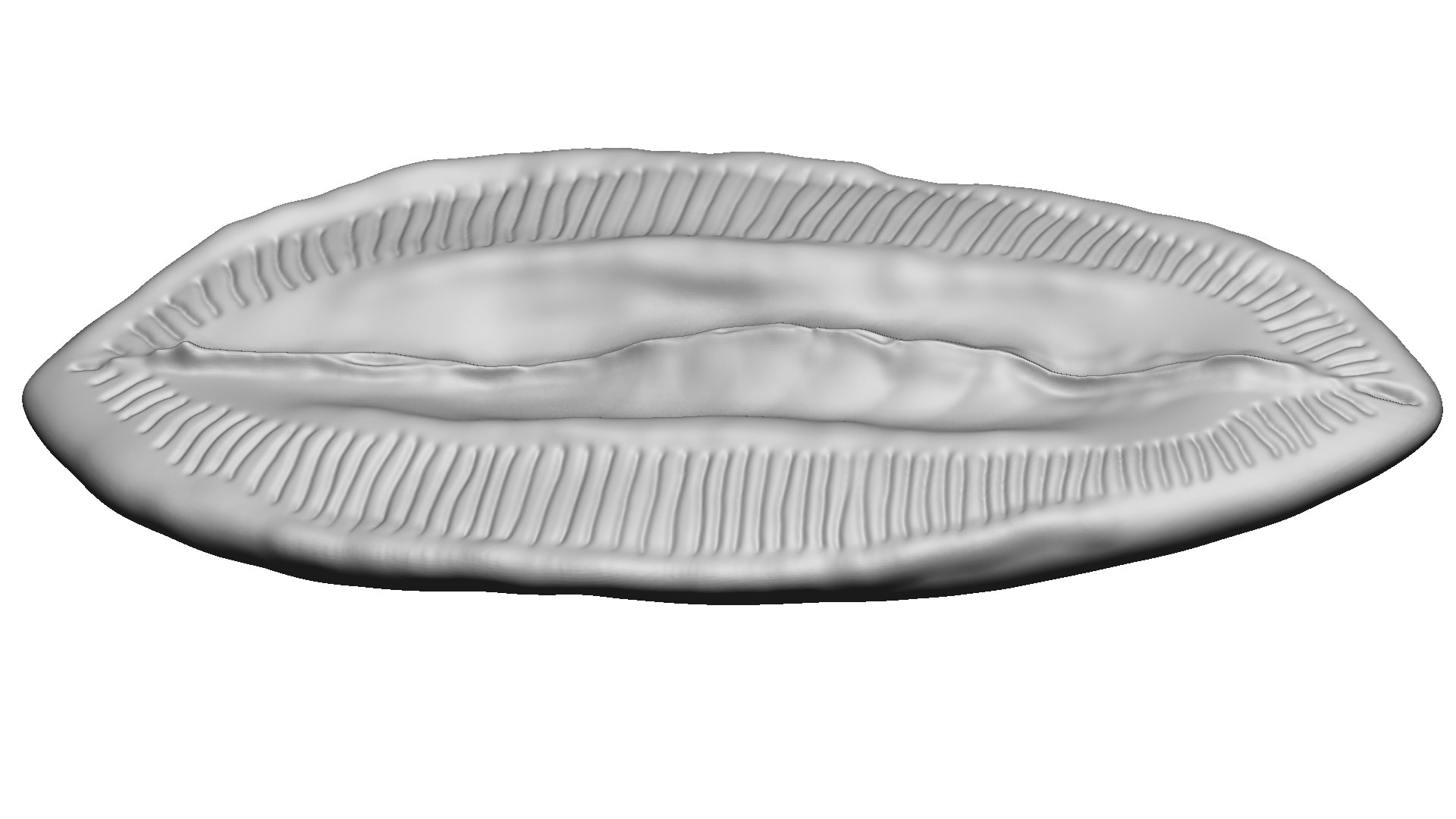 3D Diatom Photosynthetic Single- Celled Algae - TurboSquid 2067572