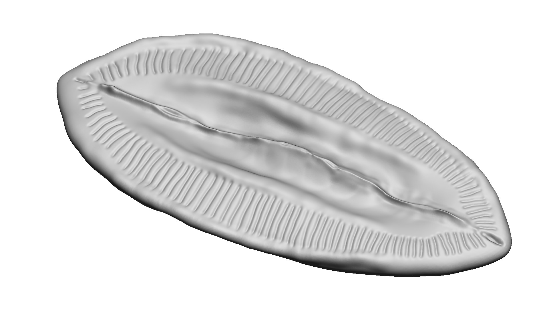 3D Diatom Photosynthetic Single- Celled Algae - TurboSquid 2067572