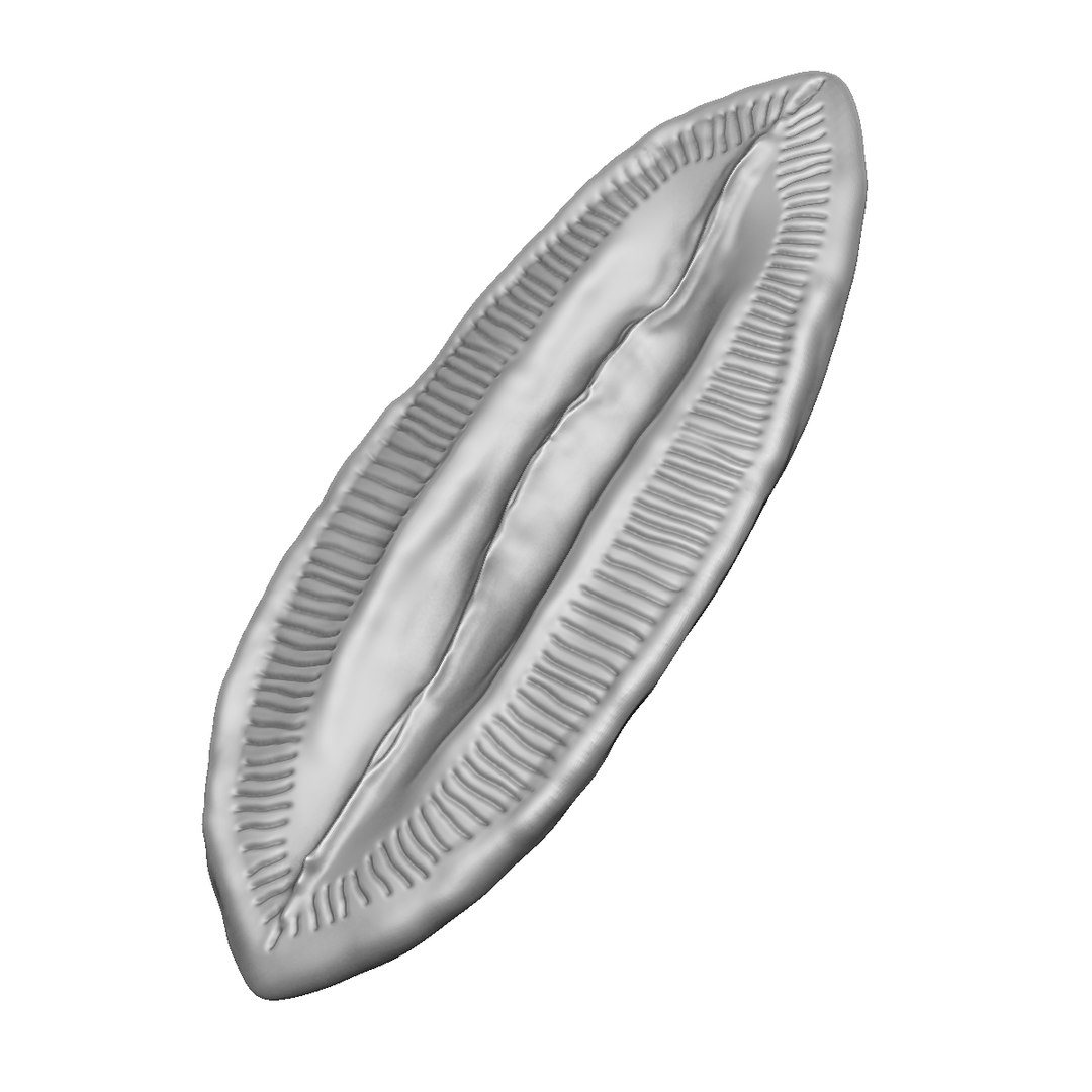 3D Diatom Photosynthetic Single- Celled Algae - TurboSquid 2067572
