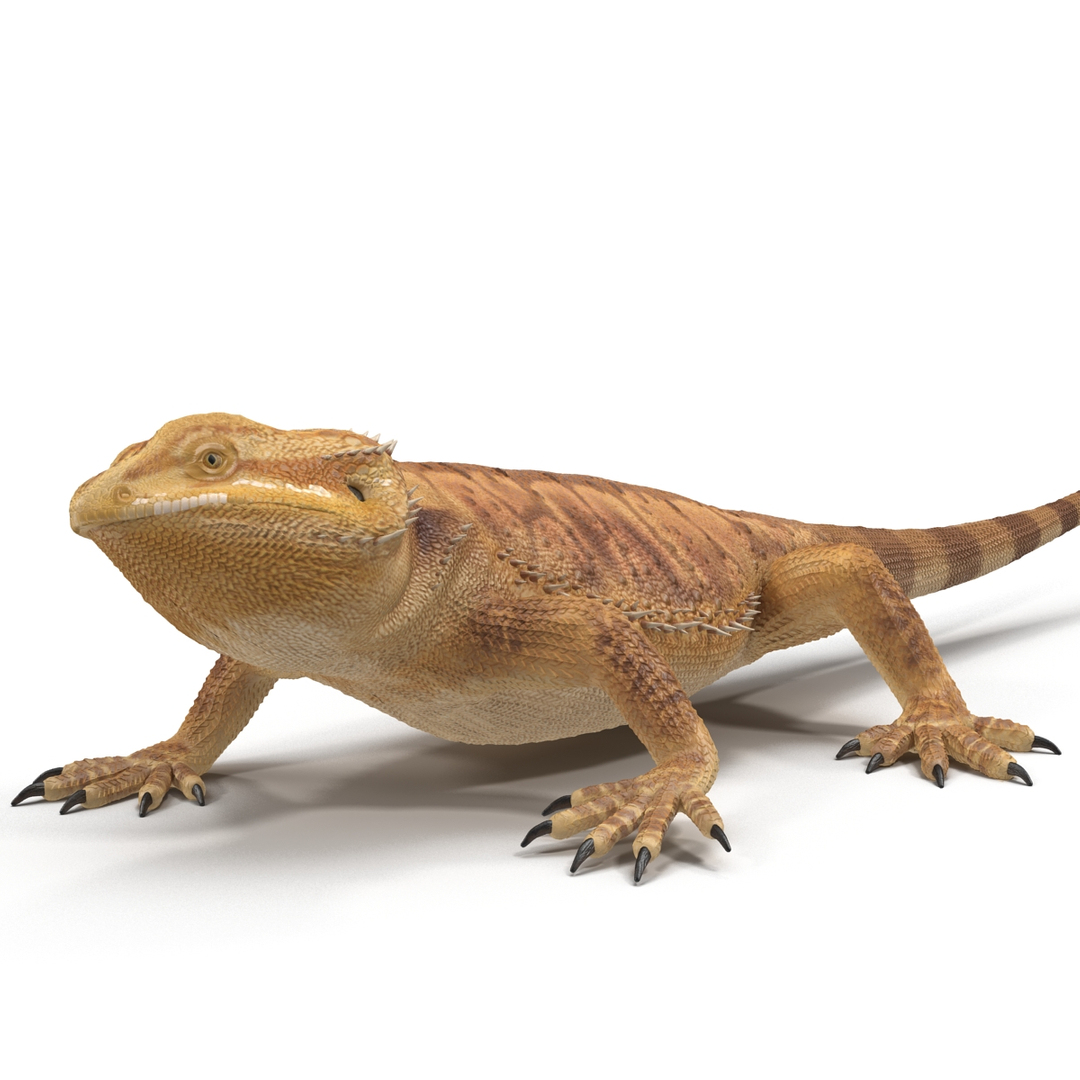 bearded dragon rigged ma