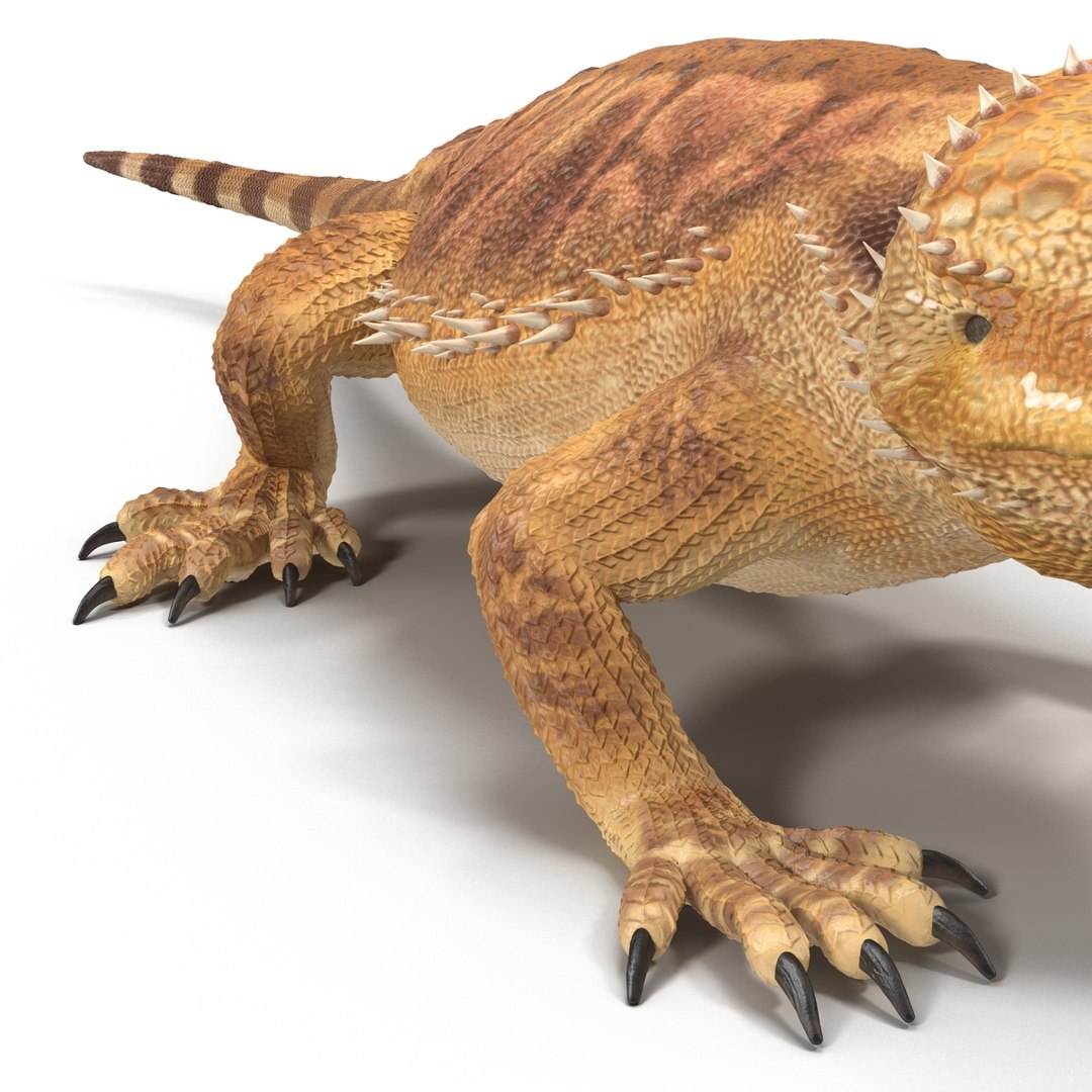 bearded dragon rigged ma