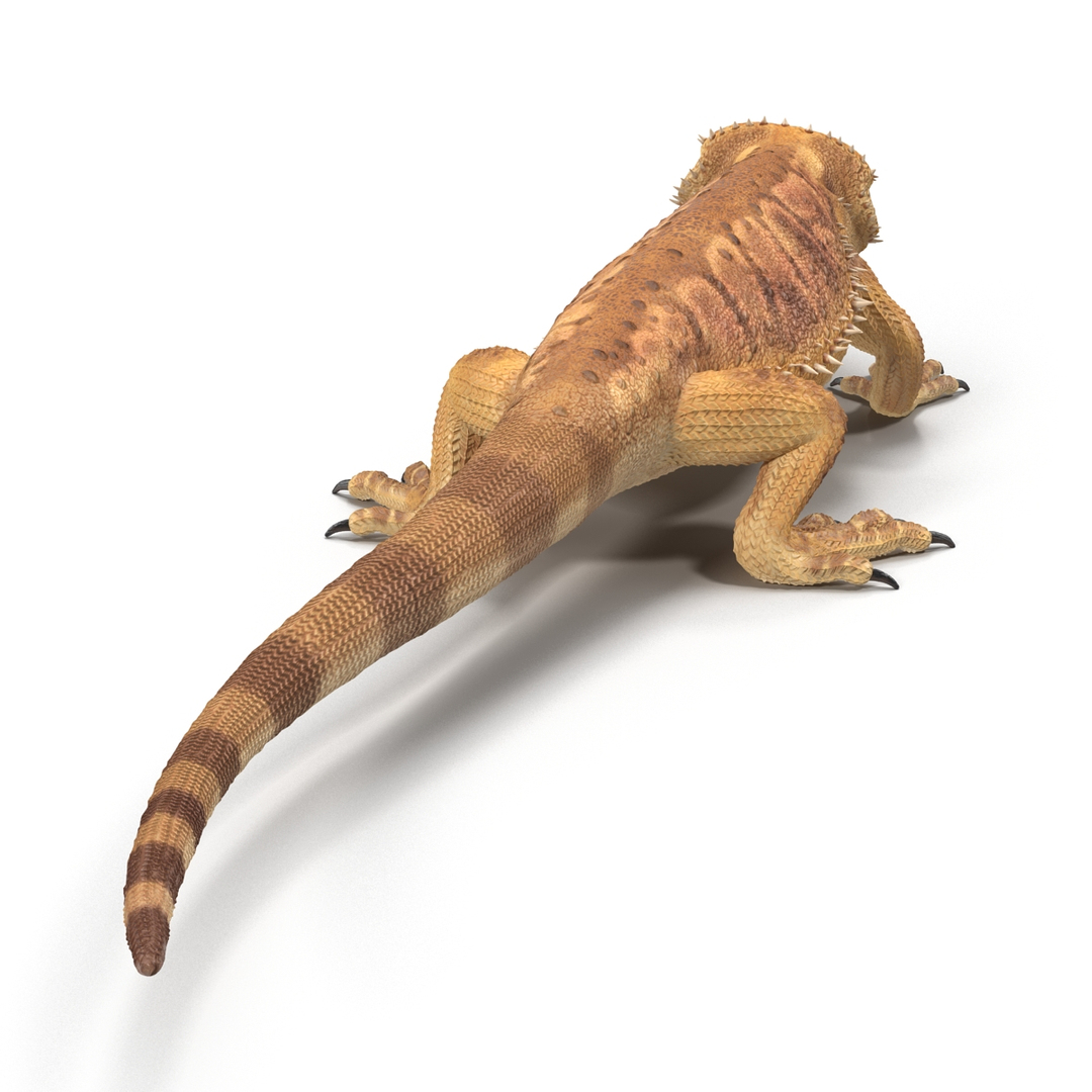 bearded dragon rigged ma