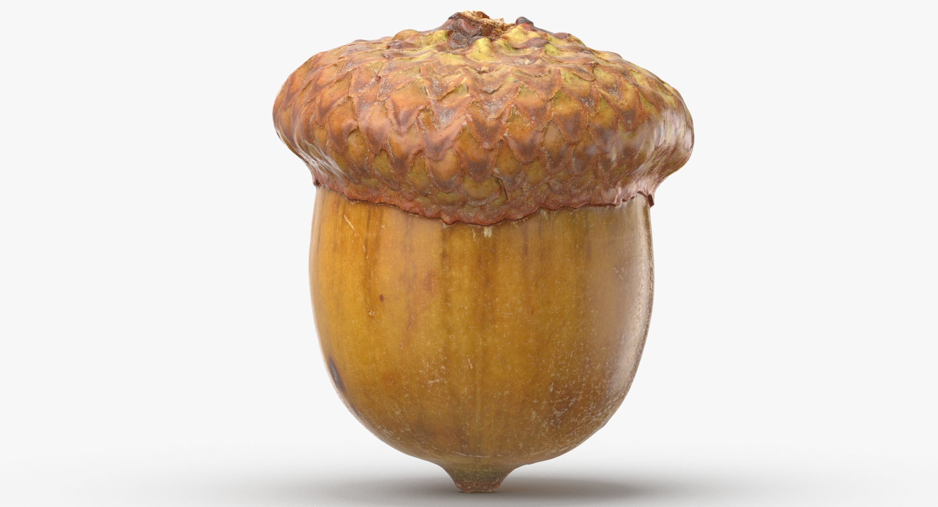 3D Acorn 03 Standing - TurboSquid 1521731