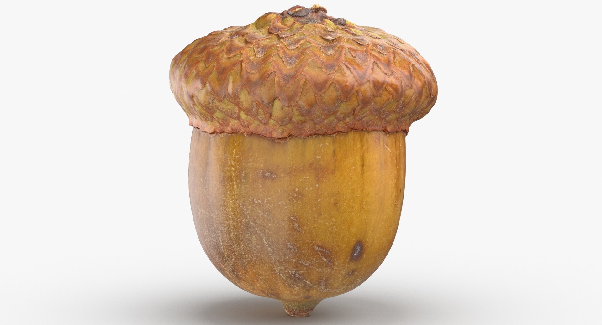 3D Acorn 03 Standing - TurboSquid 1521731